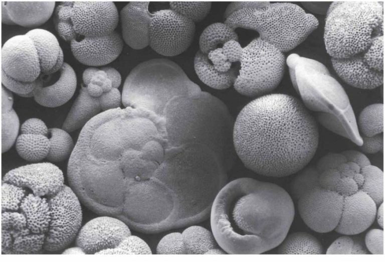 Chapter 4 Marine Sediments - StudyHUB