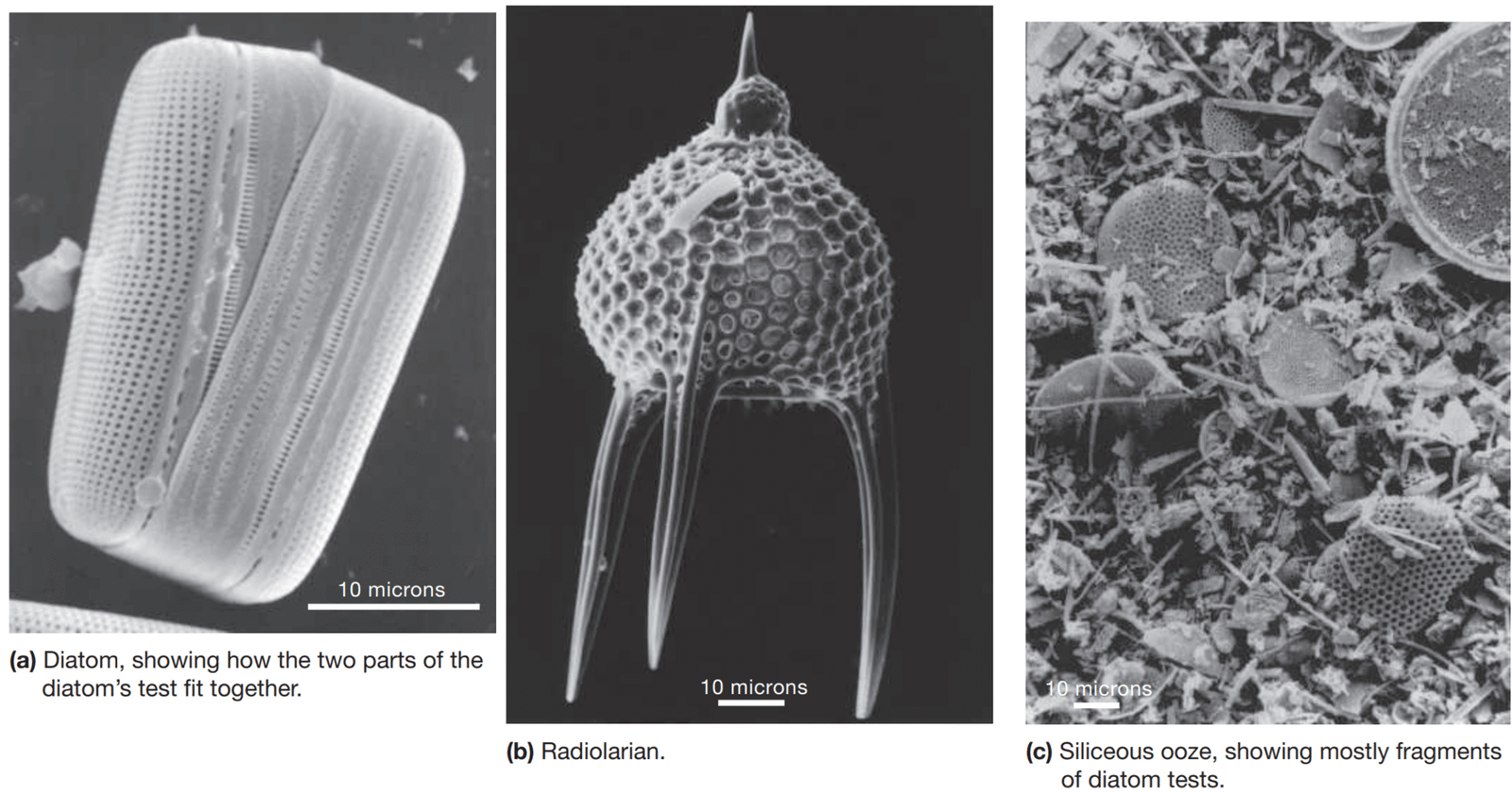What Are the Characteristics of Biogenous Sediment? - StudyHUB