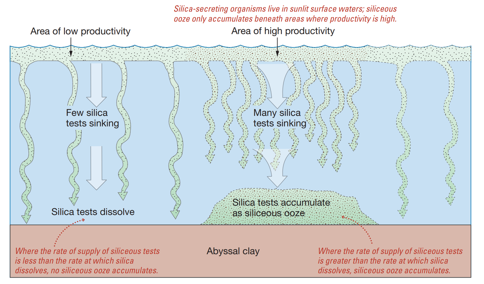 What Are the Characteristics of Biogenous Sediment? - StudyHUB