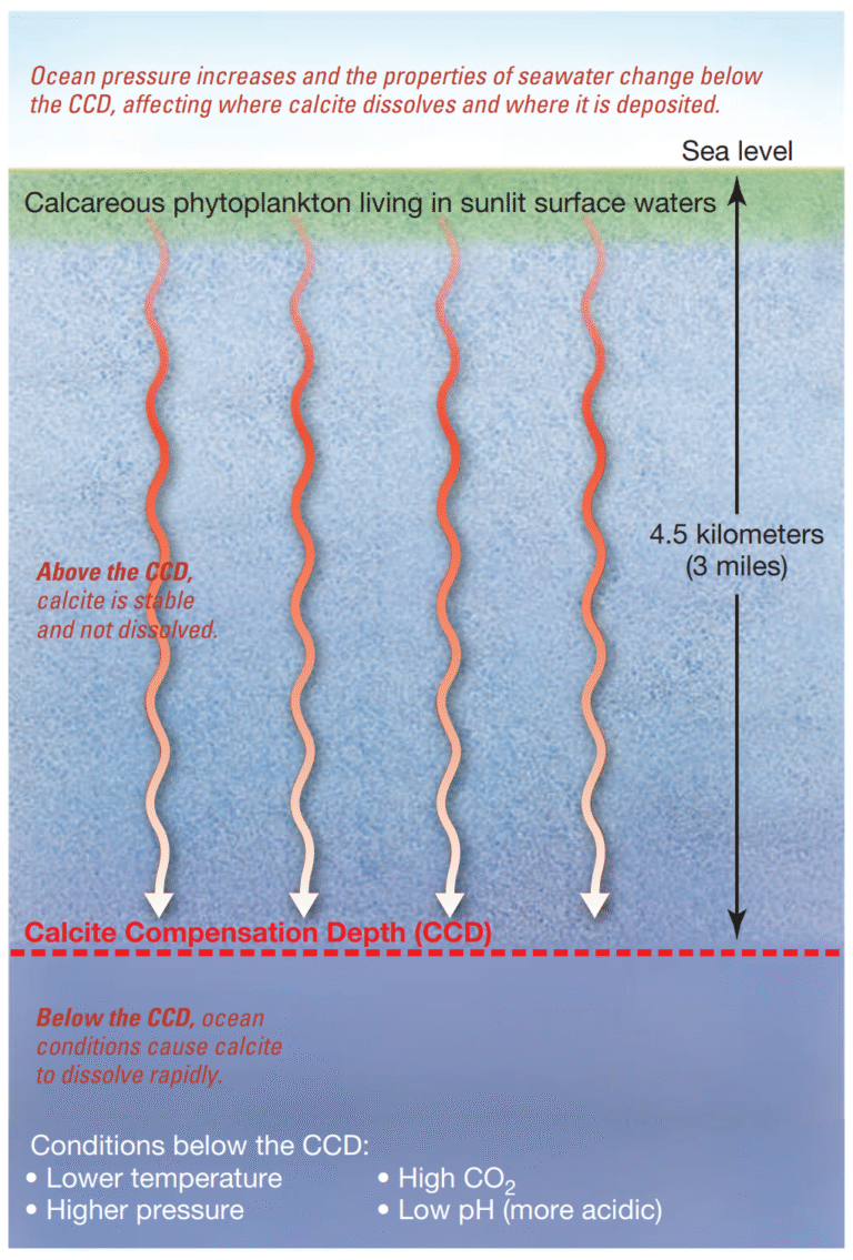 What Are the Characteristics of Biogenous Sediment? - StudyHUB