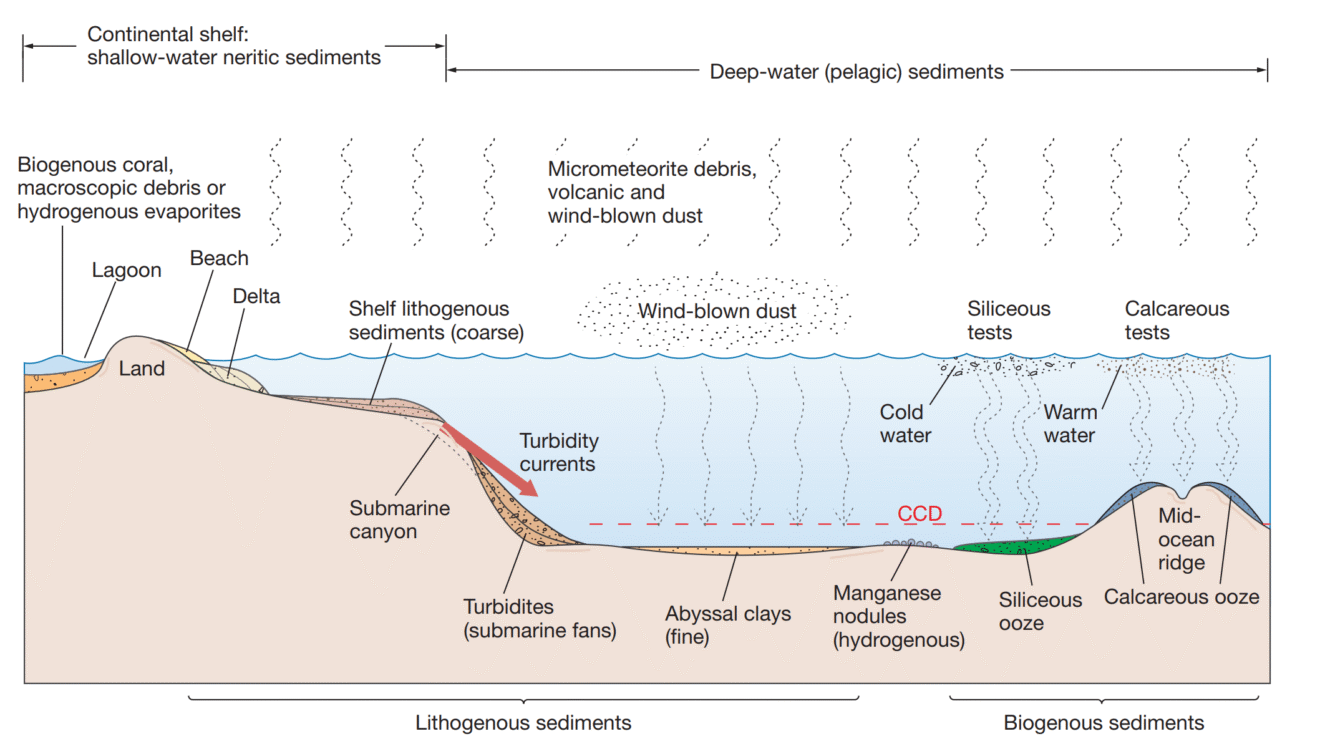 How Are Pelagic and Neritic Deposits Distributed? - StudyHUB